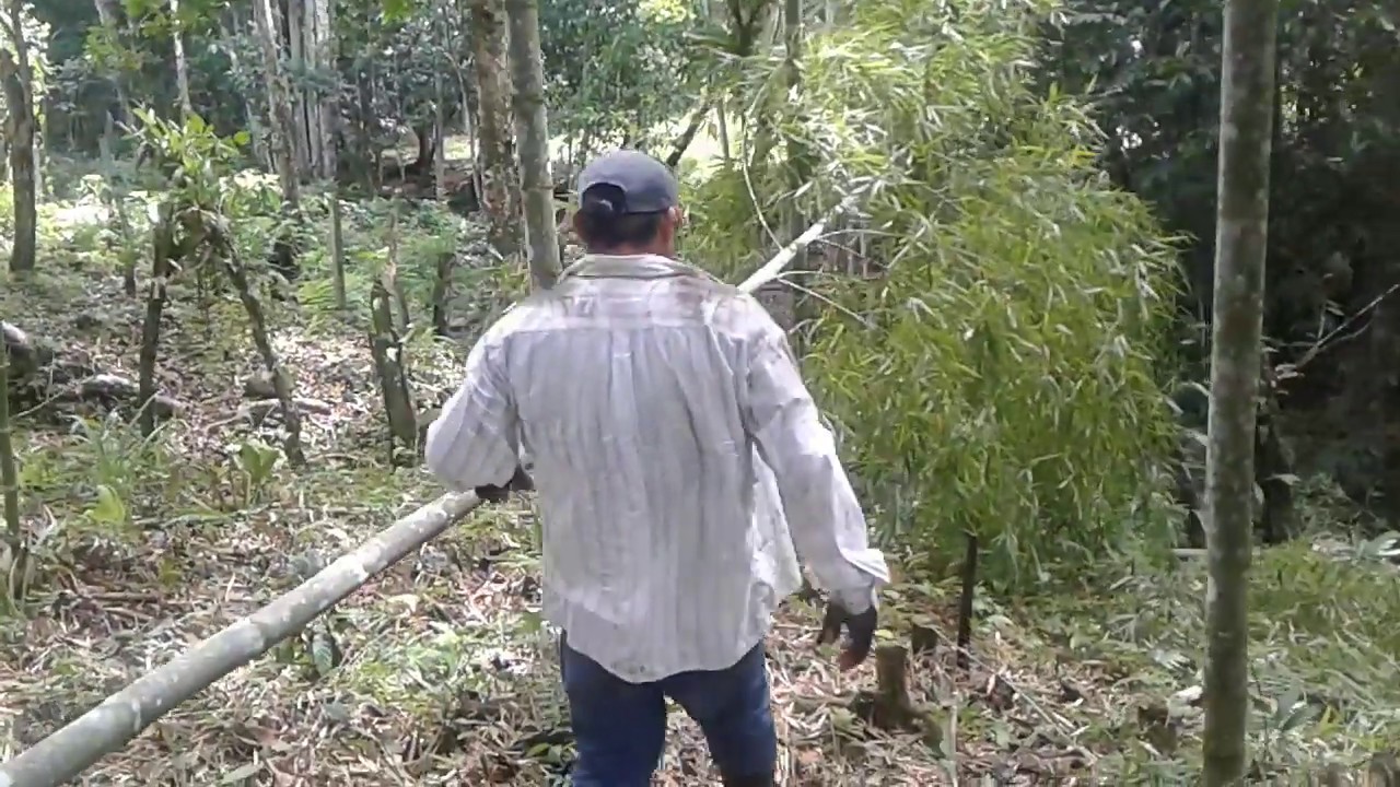 2. Seguimos con la segunda parte cortando las cañazas (bambú | Bamboo ...