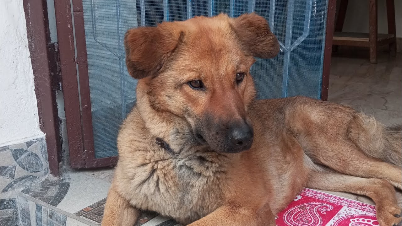 Mere Dog Ki shetaniya 🤣🐕 | love you my dogs | viral video - YouTube