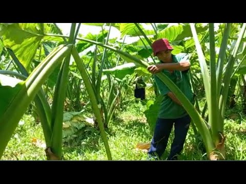 REVIUW PROSES PENGOLAHAN DAUN TALAS BENENG - YouTube