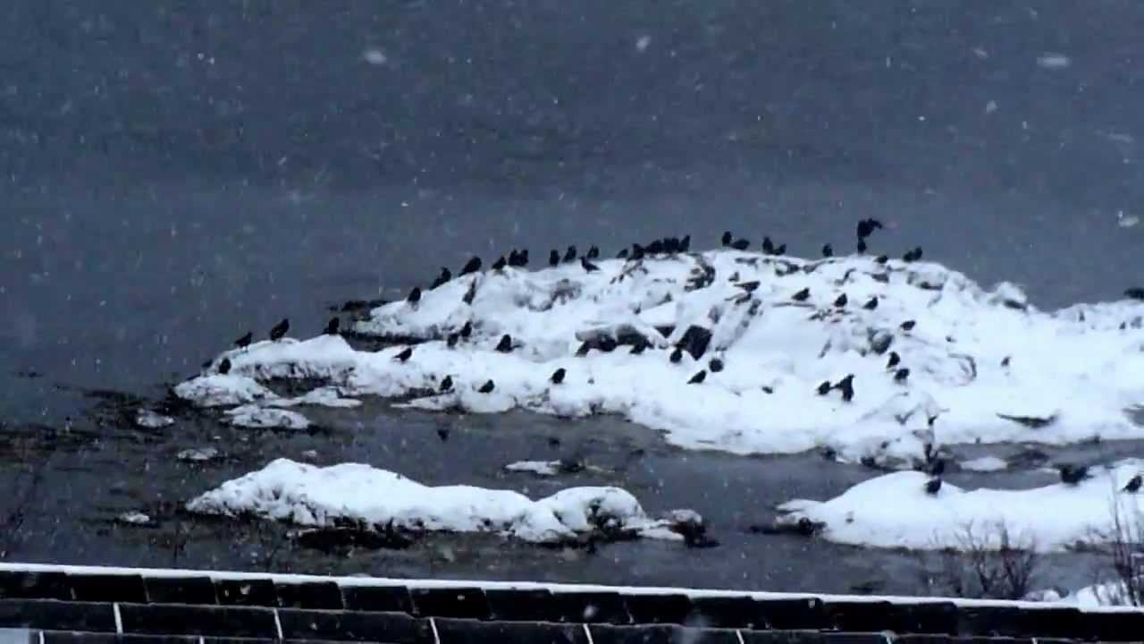 FoxPro Spitfire ( crowfight caller) - YouTube