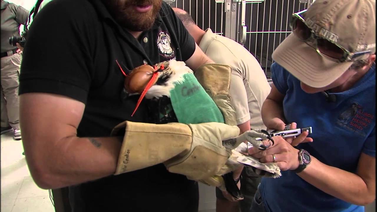 Illinois Stories | Ospreys | WSEC-TV/PBS Springfield - YouTube