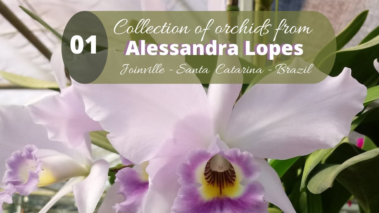ENJOY THE COLLECTION OF ALESSANDRA LOPES ORCHIDS TO THE RELAXING SOUND ...