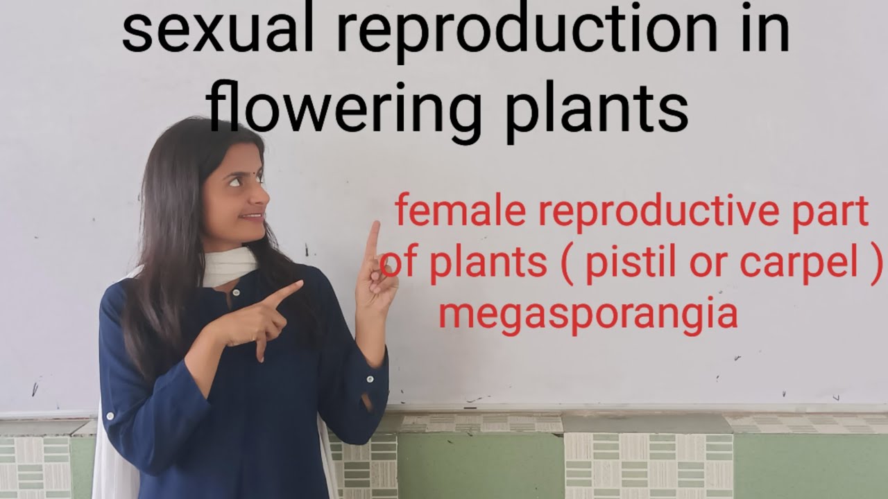Sexual reproduction in flowering plants ( female reproductive part ...
