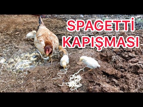 Civcivlerimizin Spagetti Kapışması ve Minik Oğlak Tarçın’ dan Çılgın Figürler