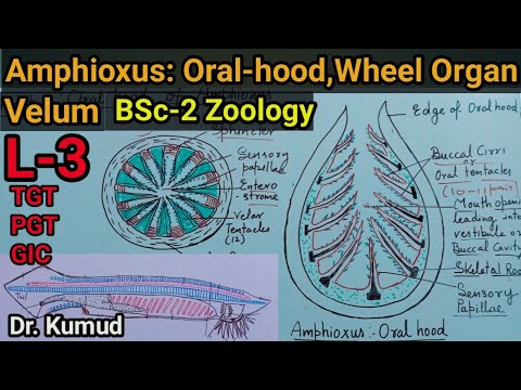 #Oral-hood,Wheel Organs & Velum of Amphioxus #Branchiostoma(Amphioxus ...