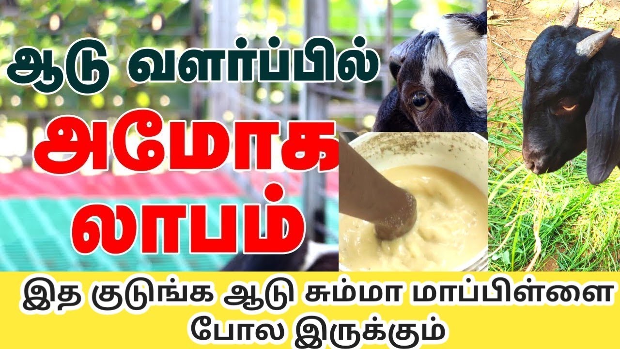 #psfarmers velladu valarppu veladu pannai aaduvalarpu aadu Theevanam ...