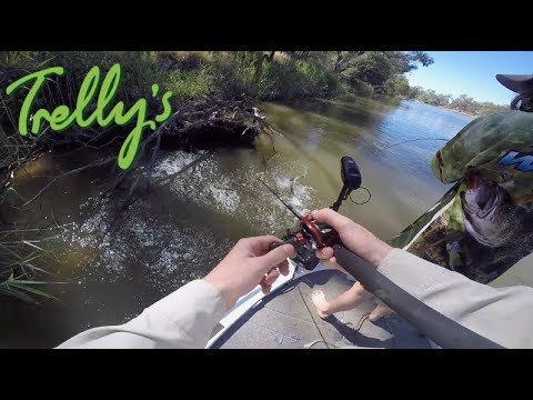Murray Cod Fishing w/ Professional Fisherman Phil - YouTube