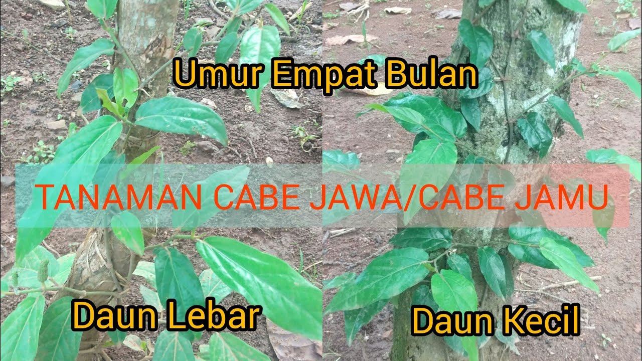 TANAMAN CABE JAWA/CABE JAMU UMUR EMPAT BULAN & PERBEDAAN TANAM DAUN ...