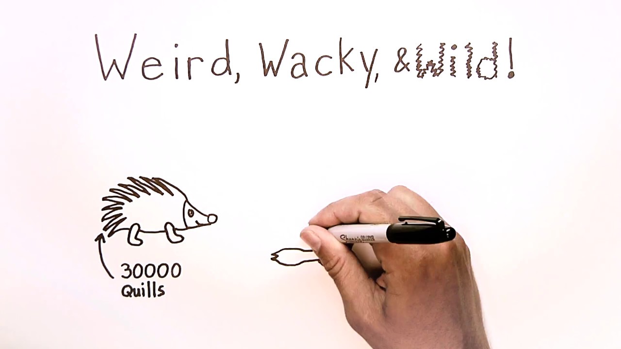 Weird, Wacky, & Wild - YouTube
