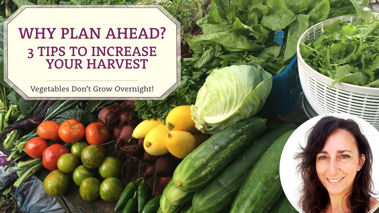 Why Plan Ahead - 3 Tips to Increase Your Harvest - YouTube
