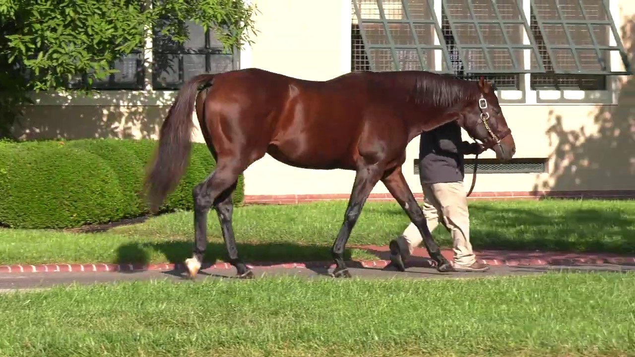 Candy Ride (ARG) Stallion Video - YouTube