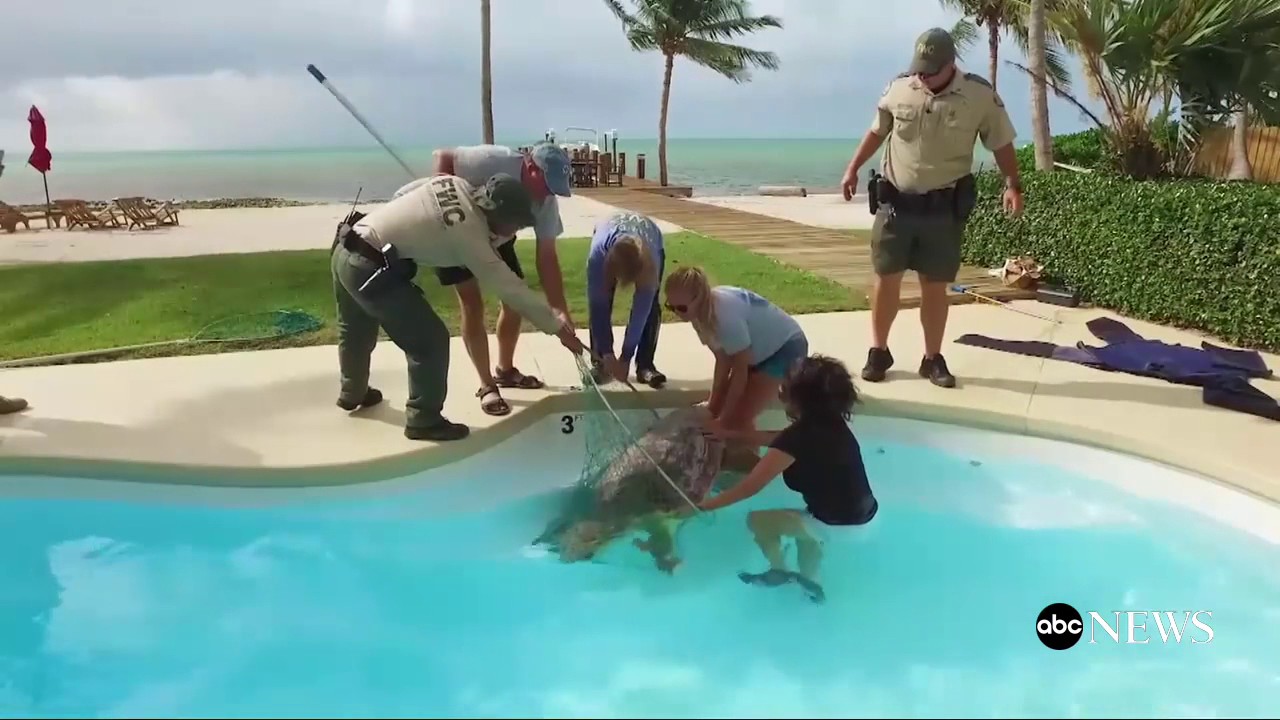 Giant Ass Turtle Crashes Pool Party - YouTube