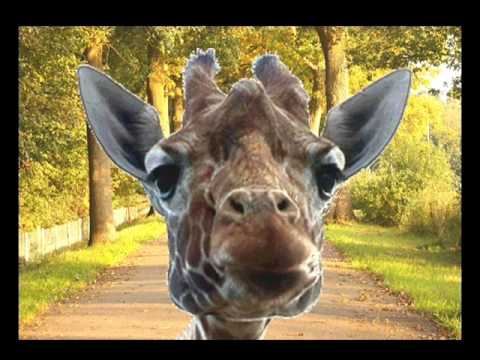 This is spooky. Giraffe talks to your friends! - YouTube