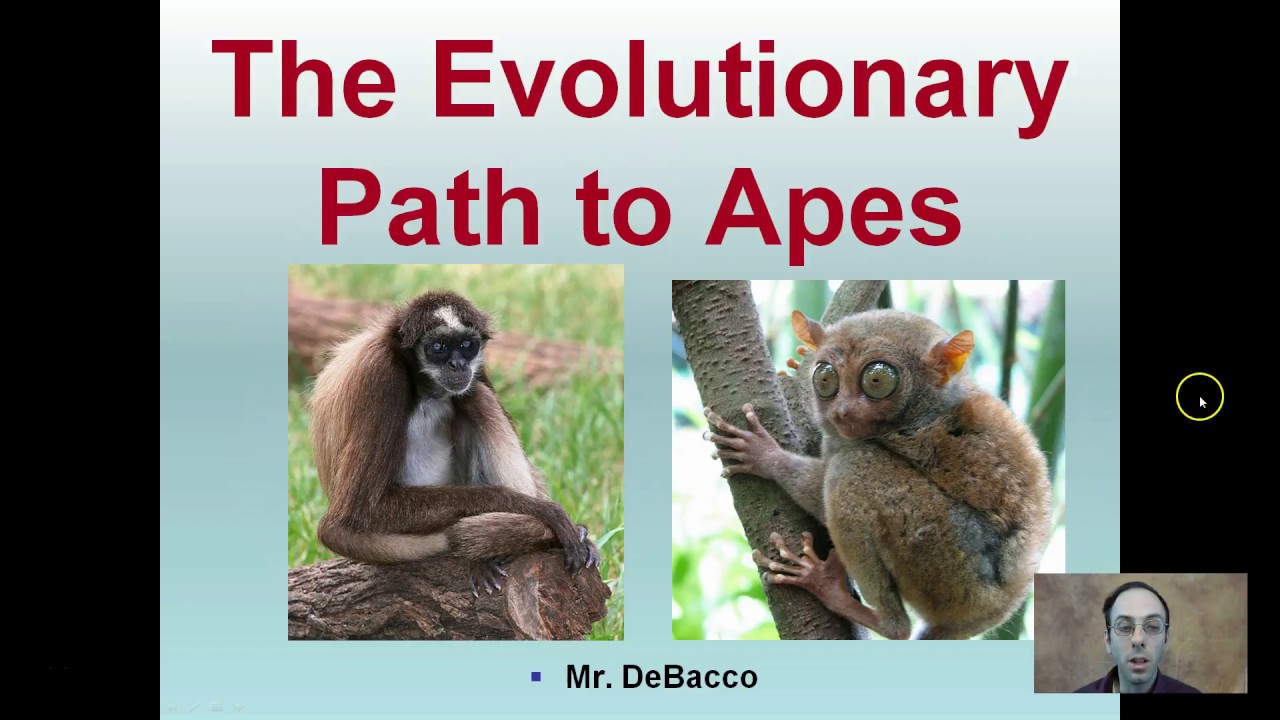 The Evolutionary Path to Apes - YouTube