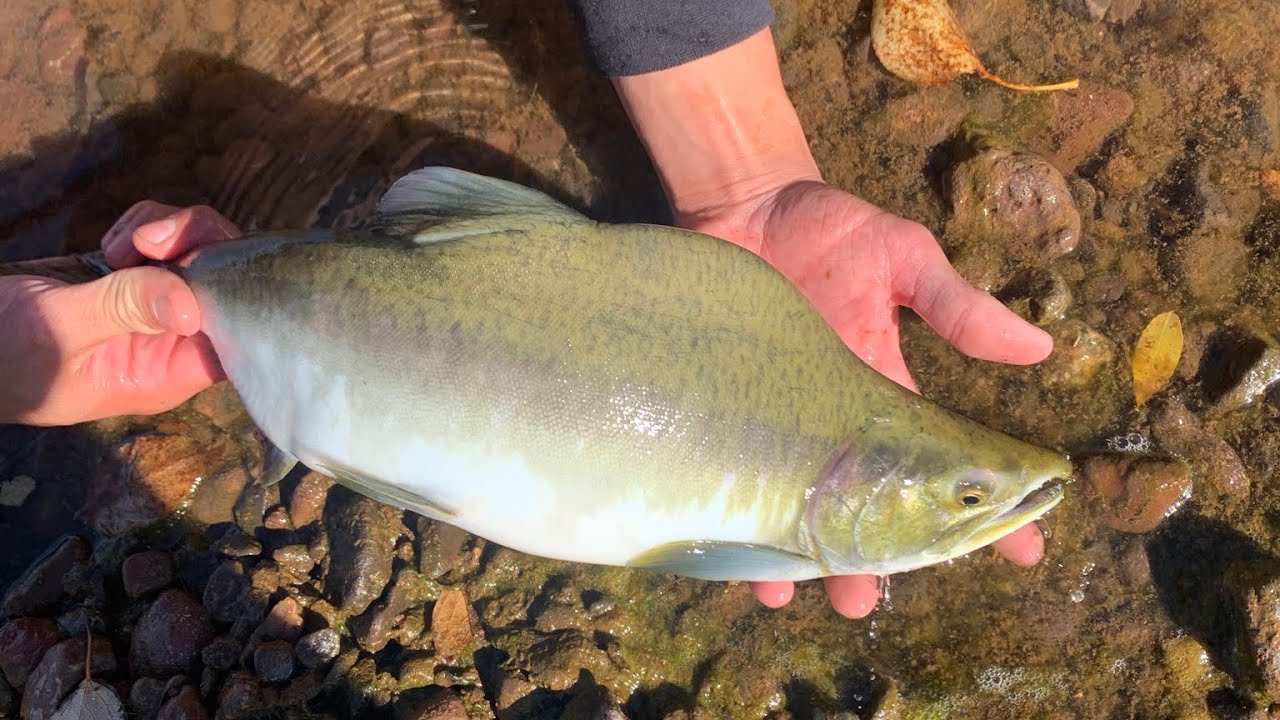 Duluth Minnesota Pink Salmon fishing 2020 - YouTube