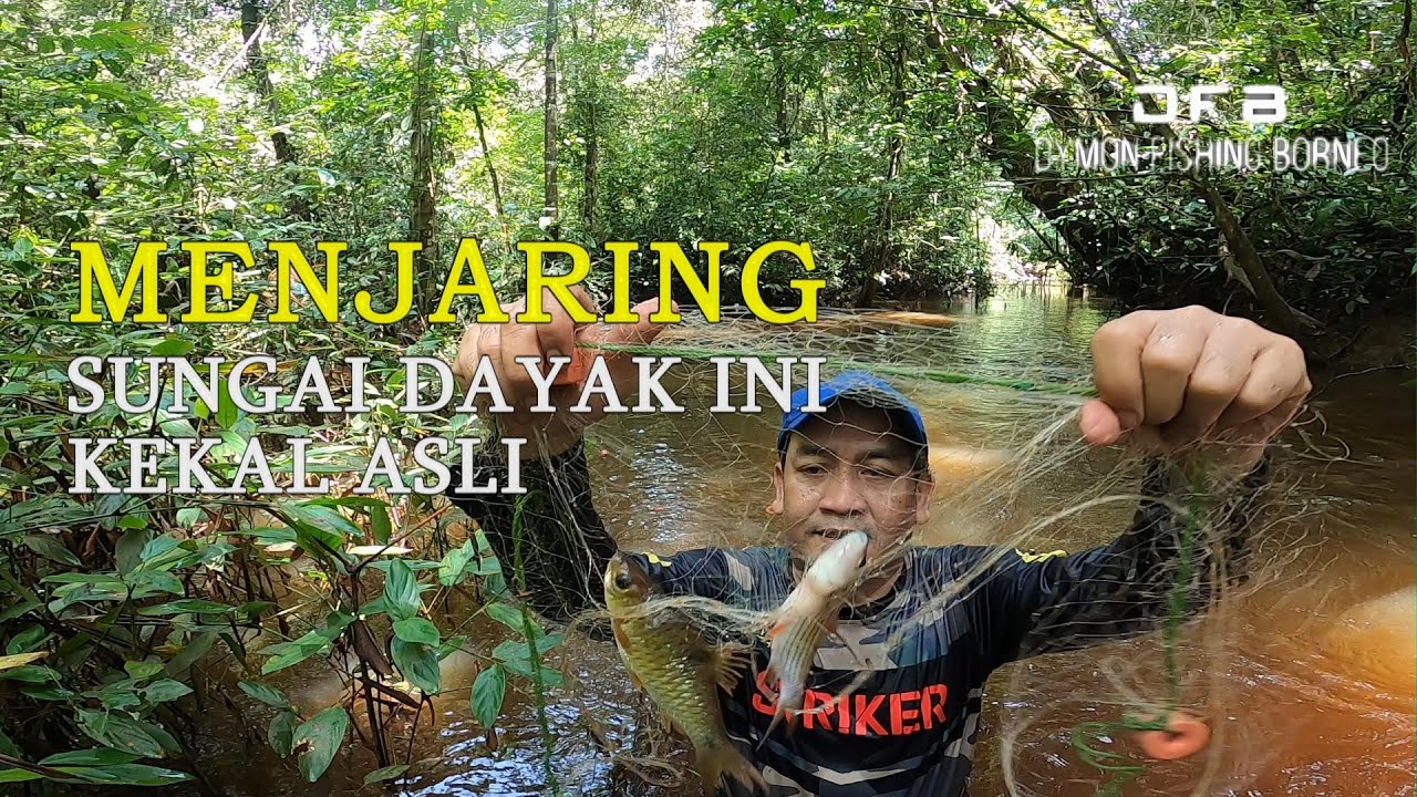 Menjaring Sungai Hutan Dayak Yang Kekal Asli dan Lestari #rumahpanjang ...