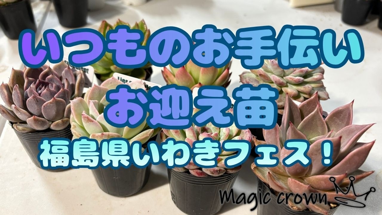 【多肉植物】福島フェスお迎え苗！ 栃木の多肉生産者 やっちゃん マジッククラウン - YouTube
