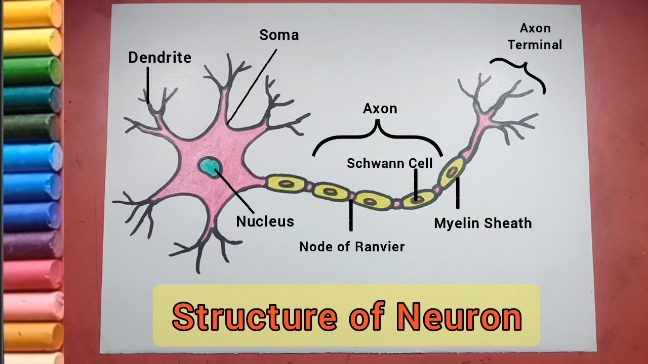 How to draw Structure of Neuron - YouTube