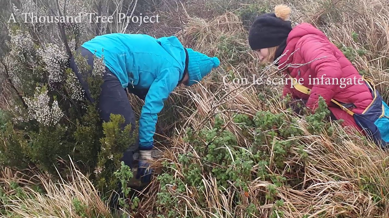 A Thousand trees project - 2 - YouTube