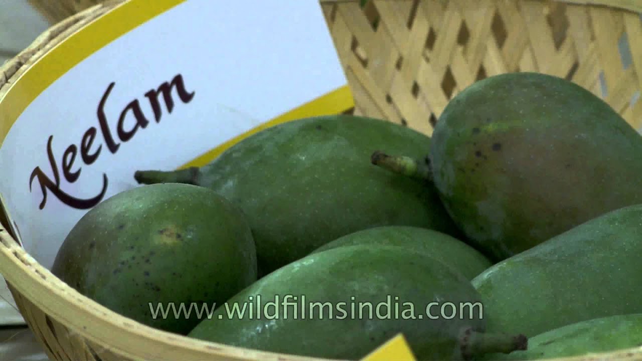 Hathi Jhool , neelam and Shaan E hind mangoes for display at Mango ...