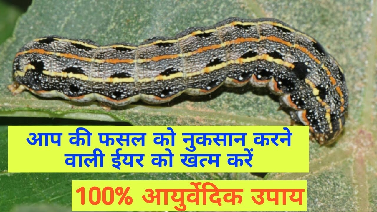 kitnashak dawai kitnashak dawa kaise banate hai ghar pr kitnashak kaise ...