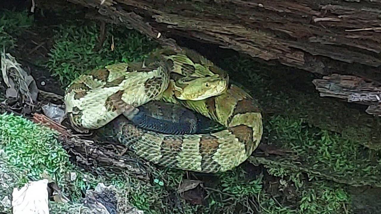 Beautiful timber rattlesnake on the Black Forest Trail, Pennsylvania ...