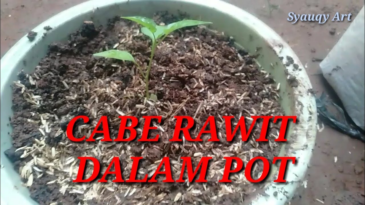 Cara Menanam Cabe Rawit Dalam Pot, Proses pemindahan dari pembibitan ...