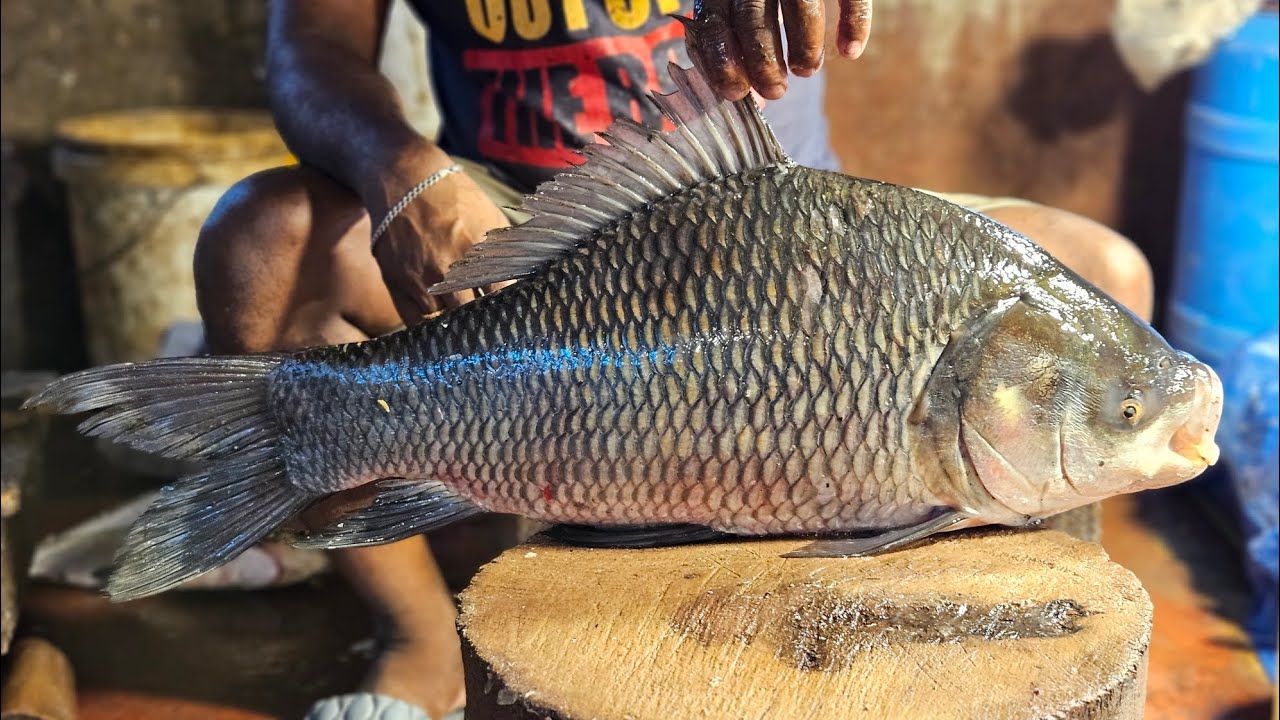 Ctg Cutting Fisher for(Chowk Bazar) 6kg Qatar fish big fish Fish ...