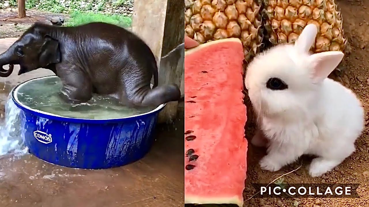 Funniest And Smart Animals Compilation 2020 Ep 01 Cats & kittens - YouTube