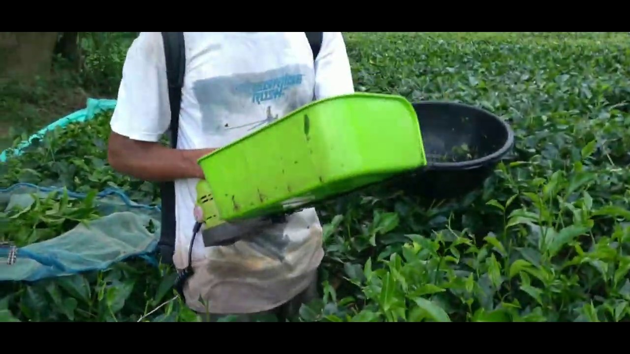 TEA Cutter Machin best 2020 - YouTube