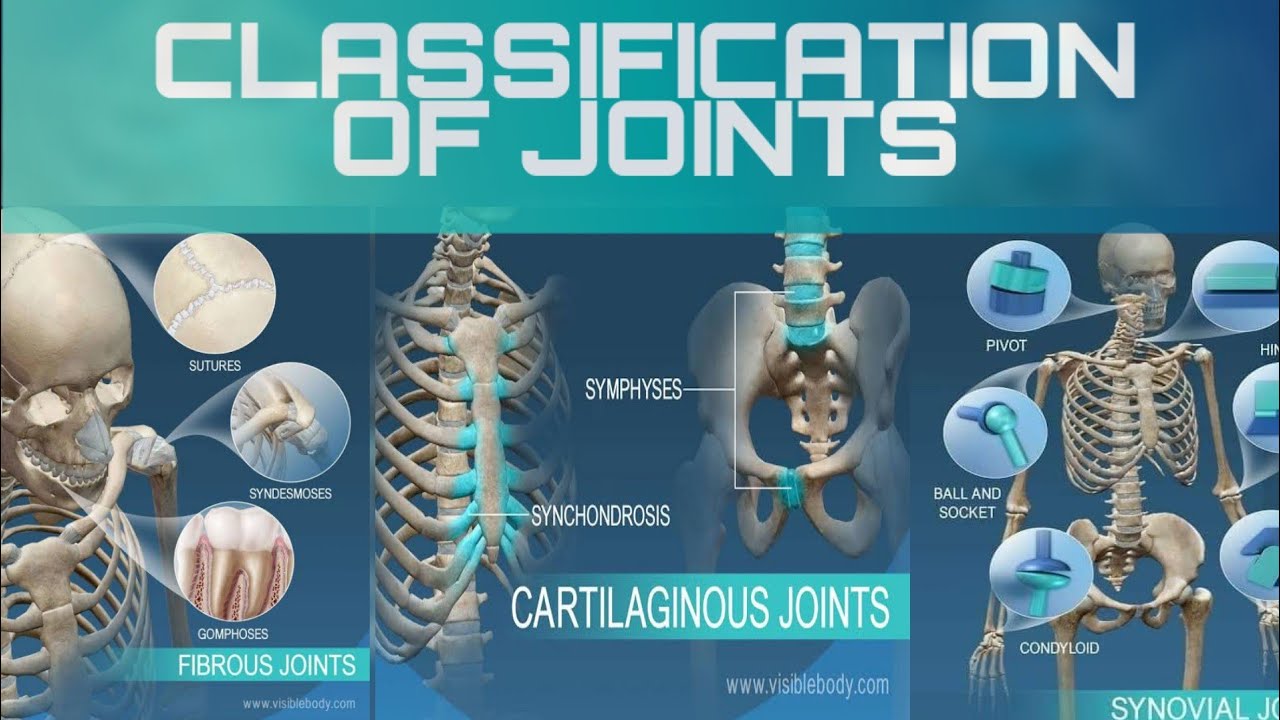 Joints Classification in physical education. - YouTube