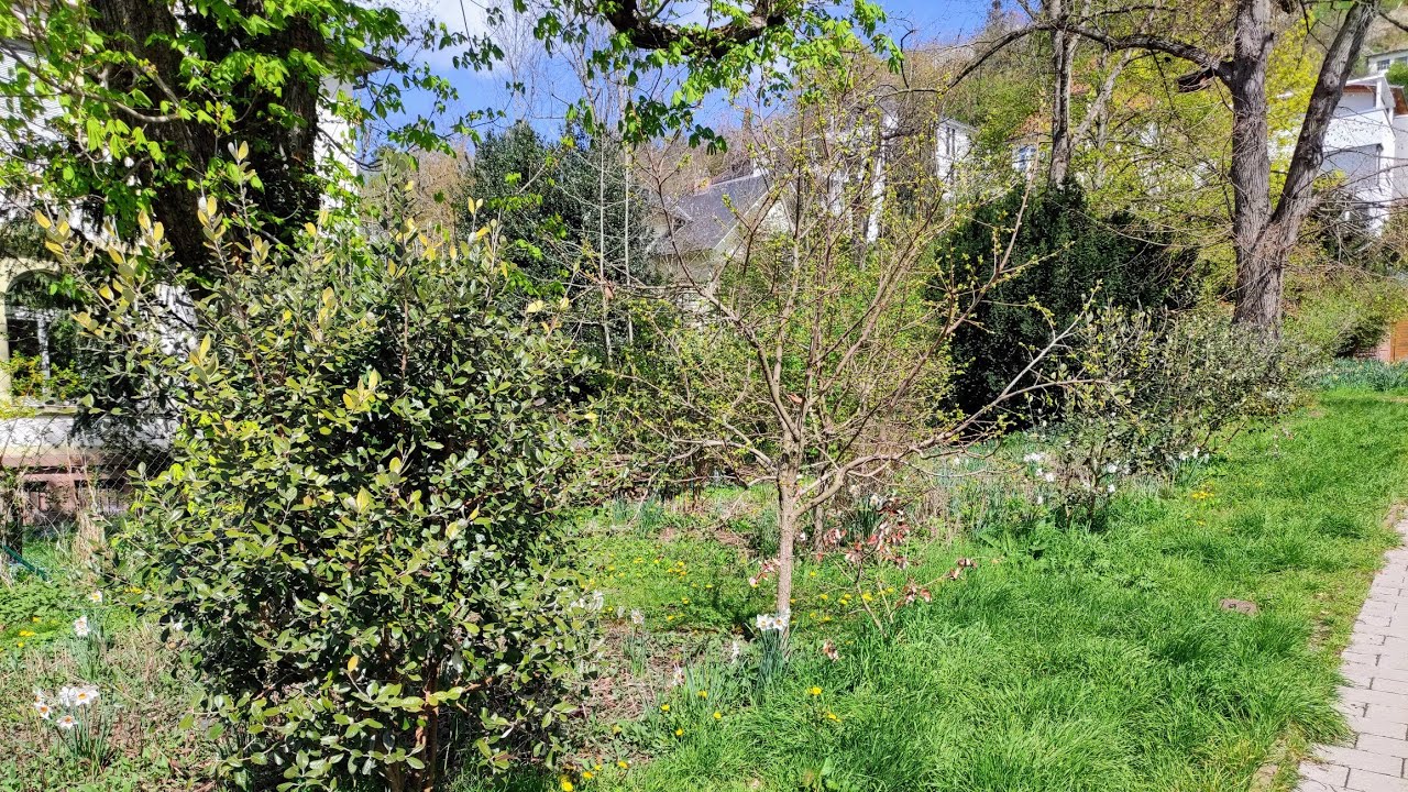 Foraging early April Philosophers Path Heidelberg - YouTube