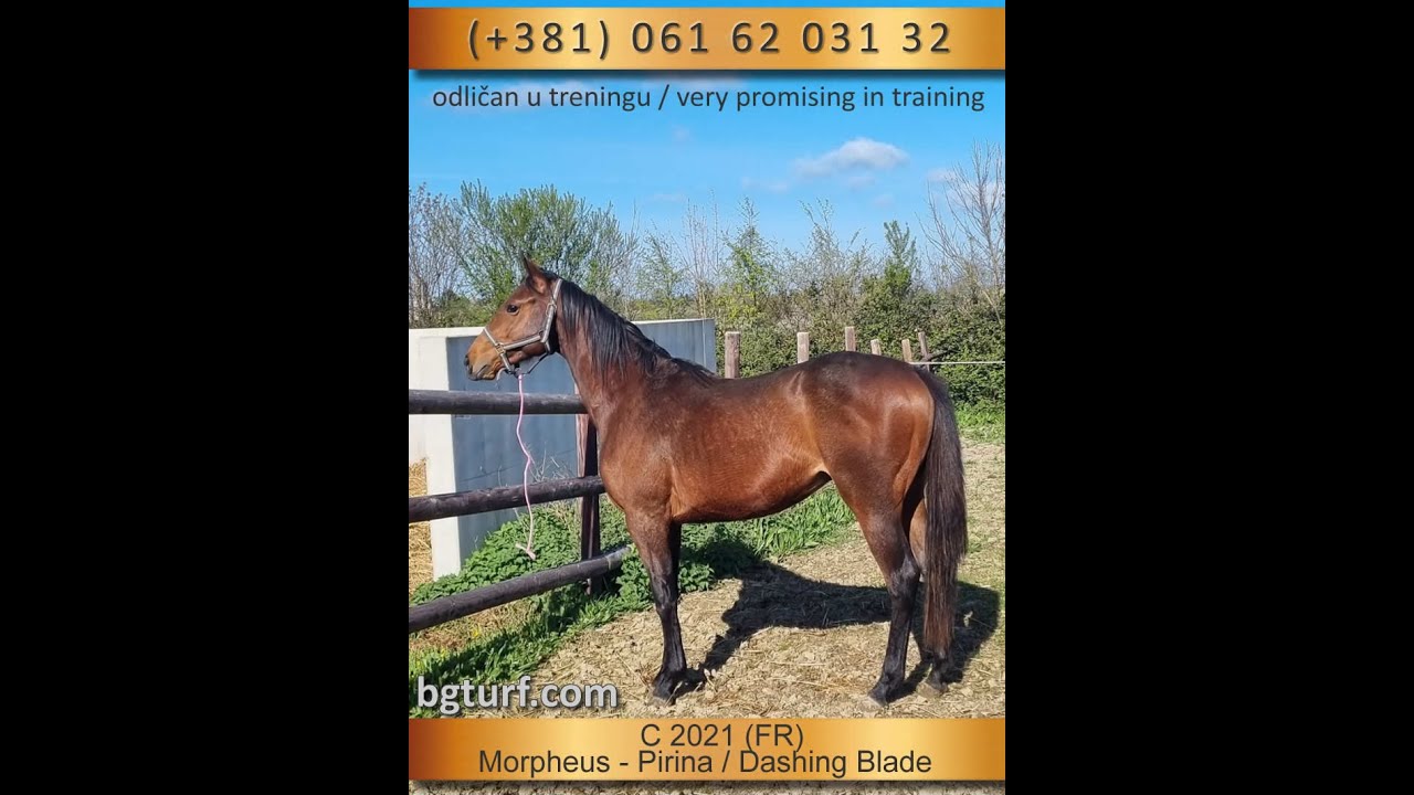 C 2021 Morpheus - Pirina / Dashing Blade - YouTube