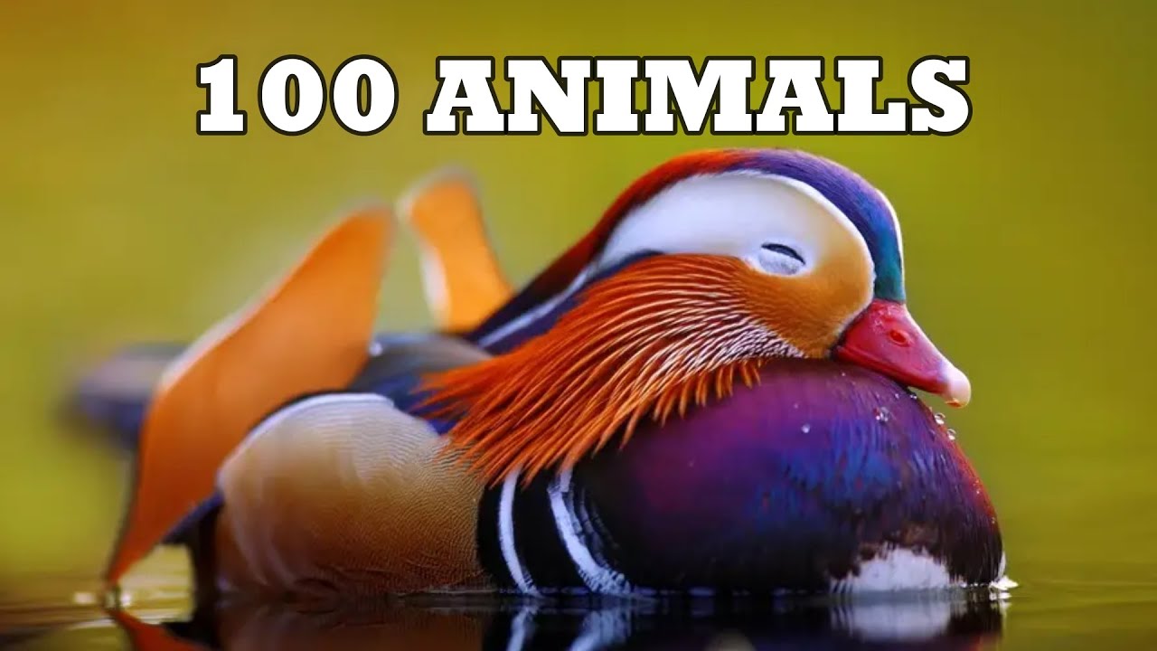 TOP 100 ANIMALS IN THE WORLD - YouTube