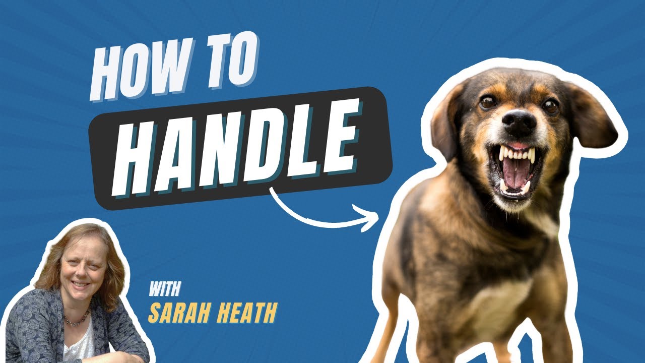 Behavioural First Aid For The Confrontational Dog | Free CPD | The ...
