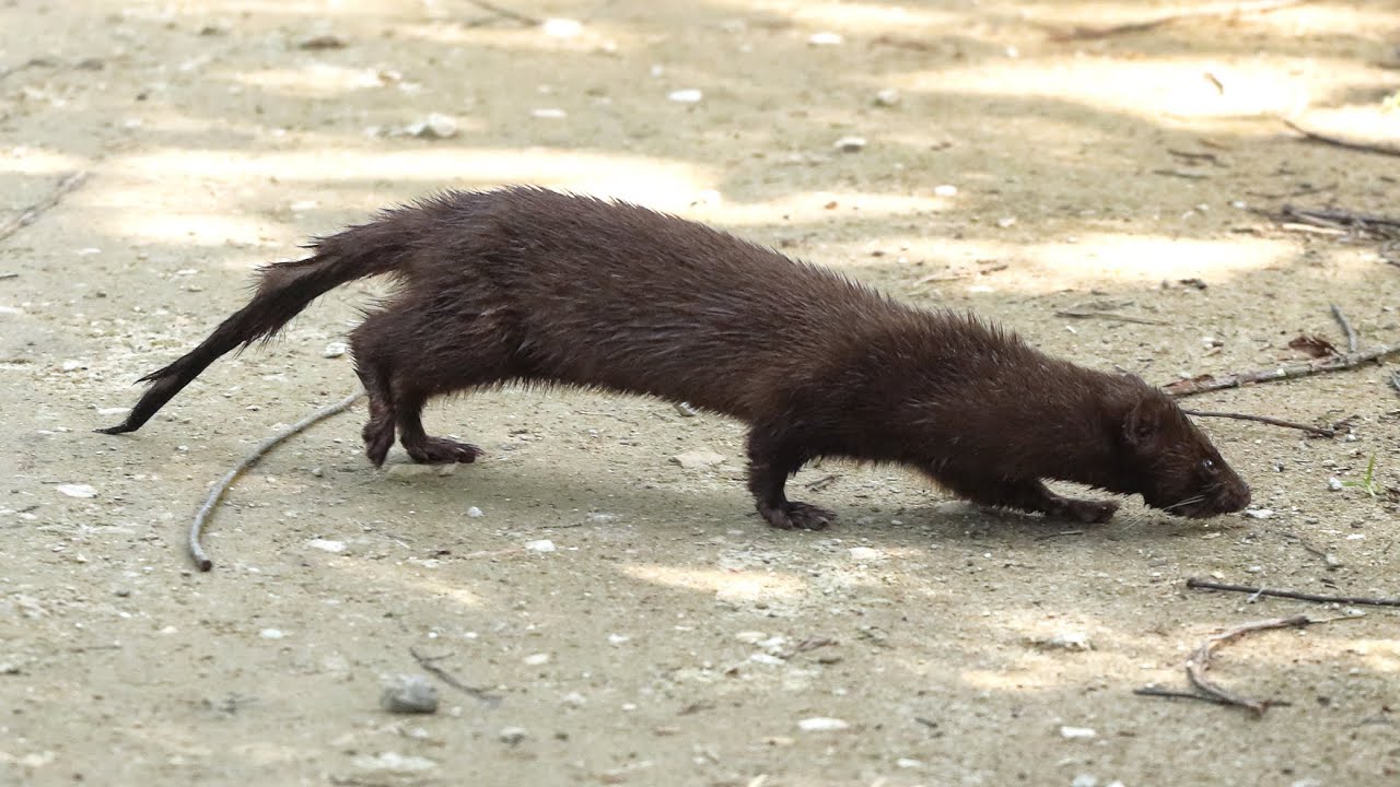 Everglades mink crossing road - YouTube