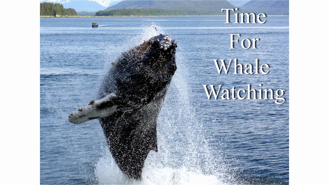 Alaska Cruises aboard the MV Discovery - YouTube