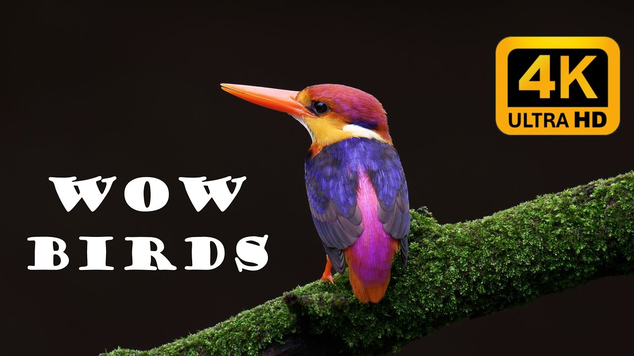 WoW Birds. Colorful birds in their wonderful habitats. - YouTube