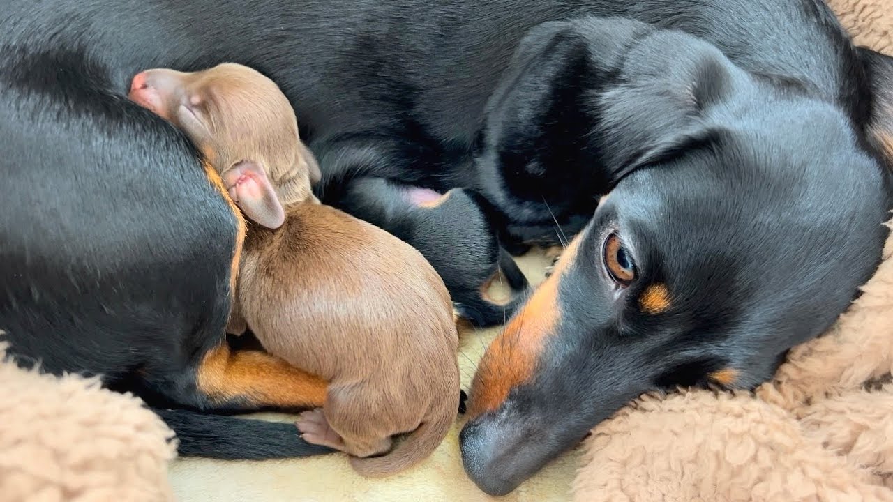 How Big Are Miniature Dachshund Puppies When Born
