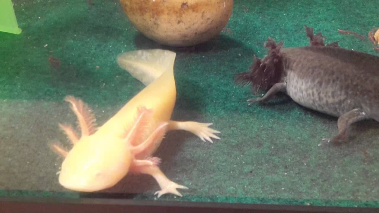 Fire salamander/Axolotl Feeding - YouTube
