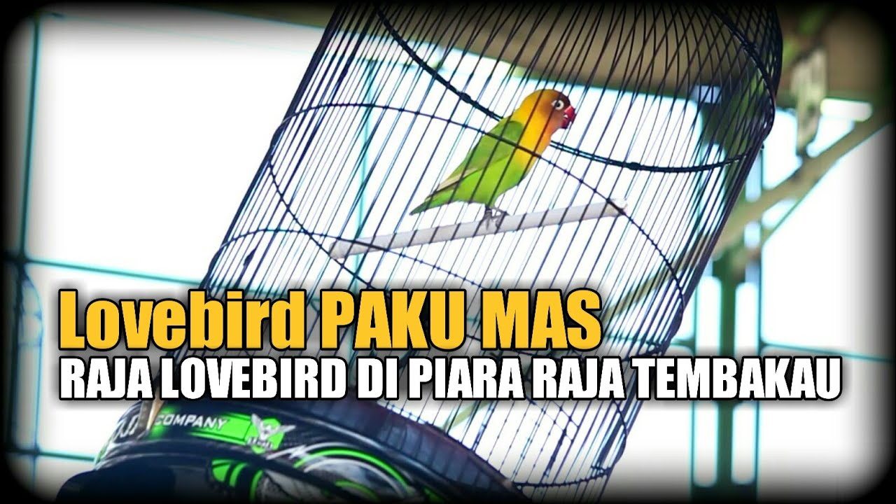 PAKU MAS RAJA LOVEBIRD DI PIALA RAJA TEMBAKAU - YouTube