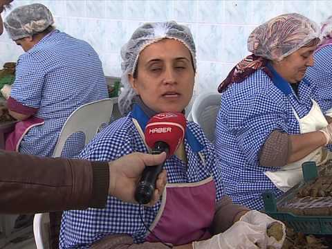 TİRE PEŞREFLİ KÖYÜ KOOPERATİFİ