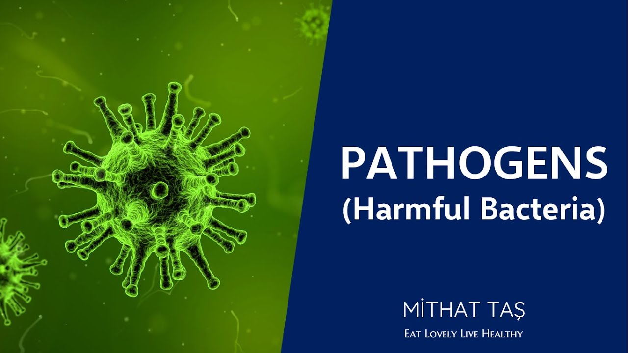Pathogens Harmful Bacteria - YouTube