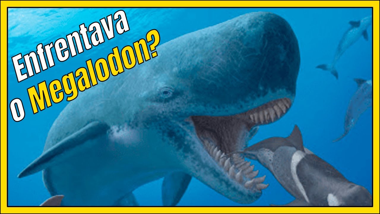 TUDO sobre o LIVYATAN MELVILLEI: o CETÁCEO predador de topo do MIOCENO ...