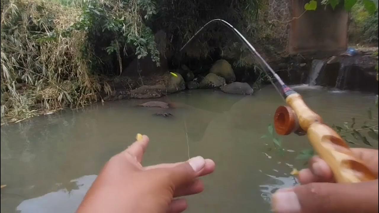 UMPANNYA SEJAHAT INI mancing ikan wader micro fishing - YouTube