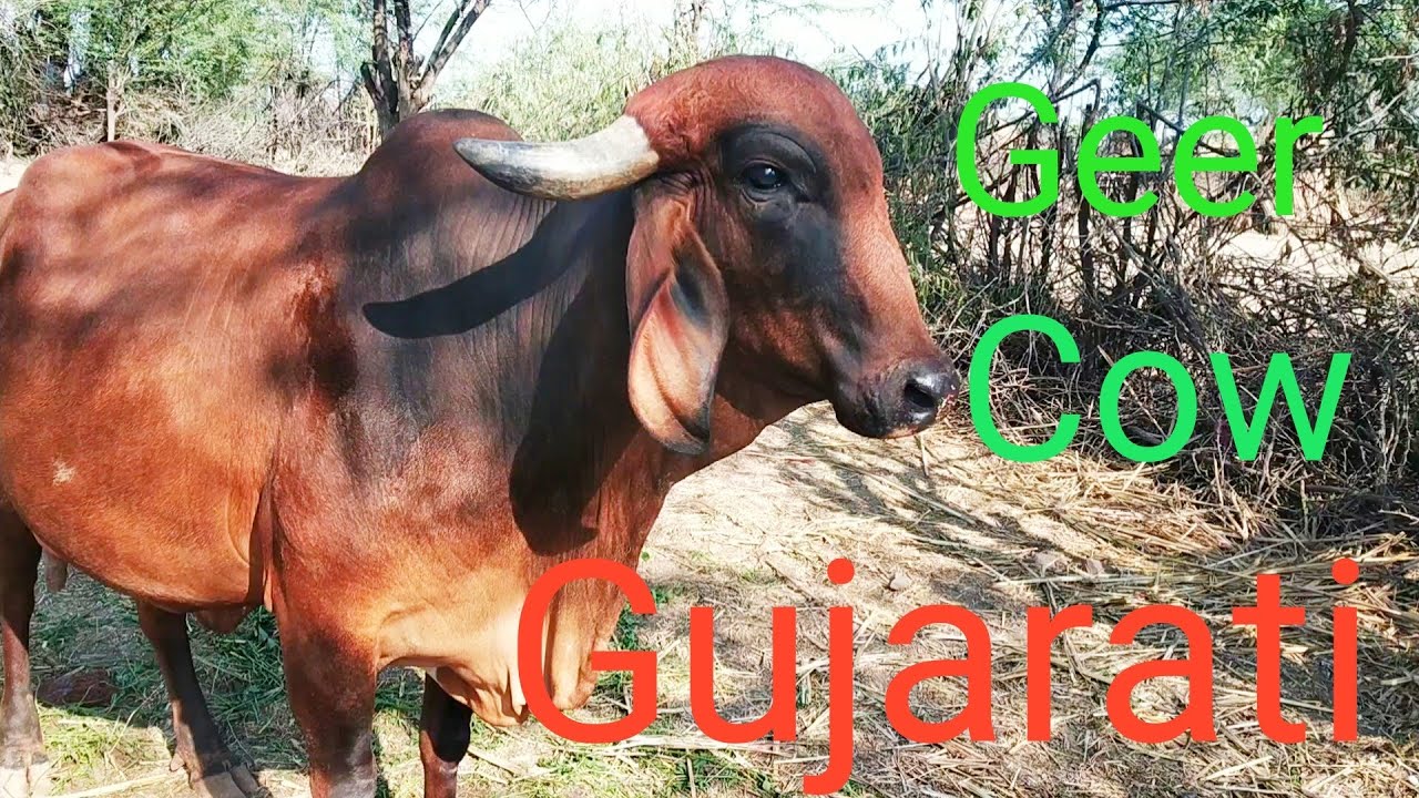Super gir Gujarati cow - YouTube
