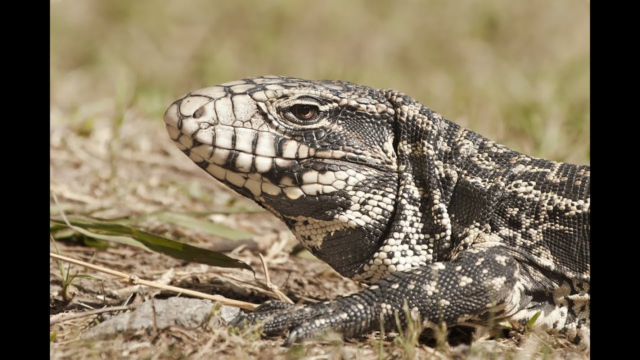 encuentro cercano con iguana overa - YouTube