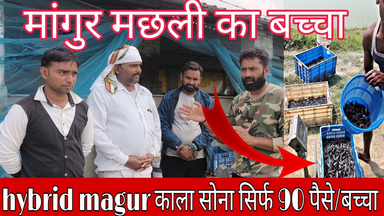 हाइब्रिड मागुर मछली आज भी है मुनाफे का सौदा // hybrid magur fish ...