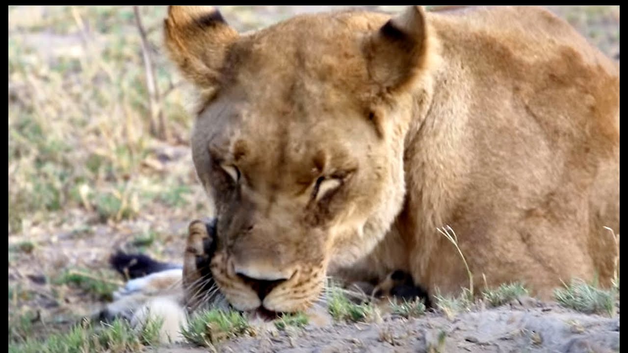 Mother Lion Grooming Cute Cub's Belly - YouTube
