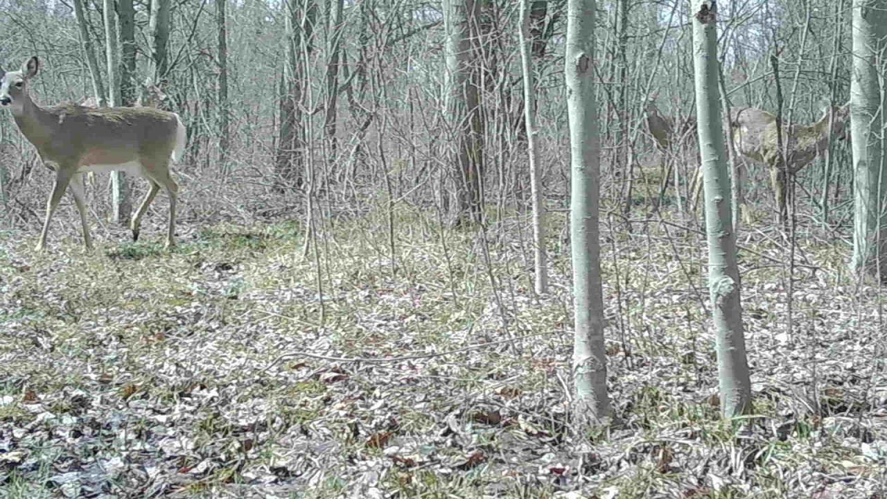 Four Whitetail Deer grazing! - YouTube
